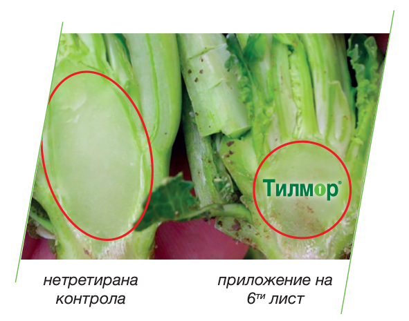 Тилмор® - Фунгицид - Bayer Crop Science България